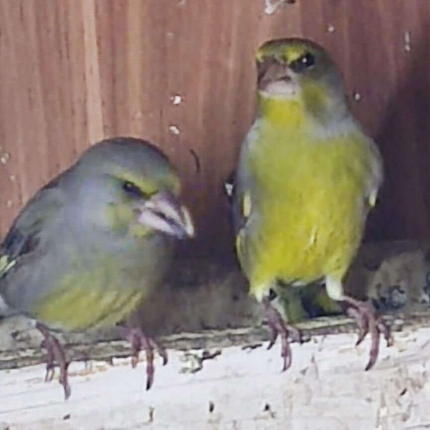 Зеленушки (дубарь)