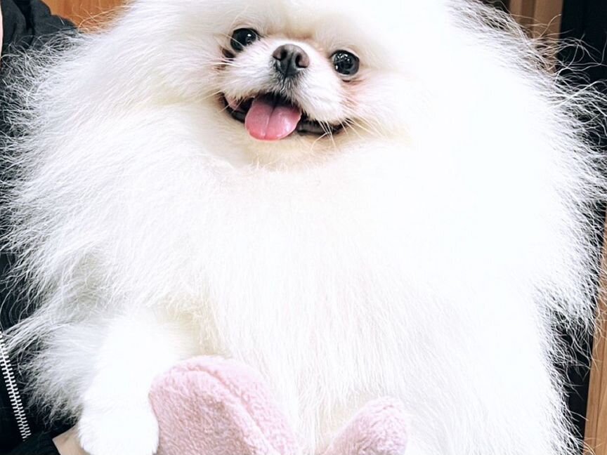 Белоснежный шпиц вязка