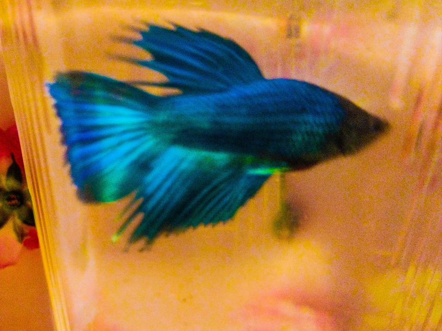 Аквариумные рыбки петушки. Самки и самцы