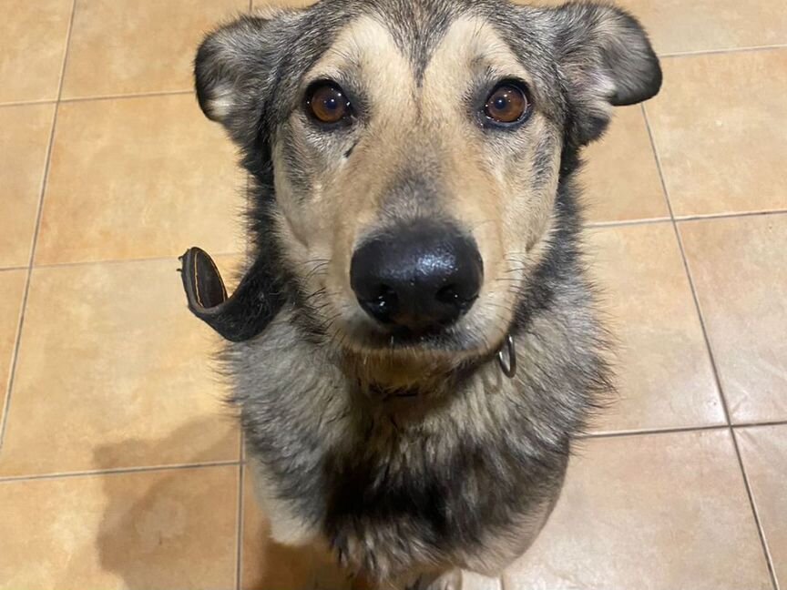 Собака в добрые руки отдам бесплатно