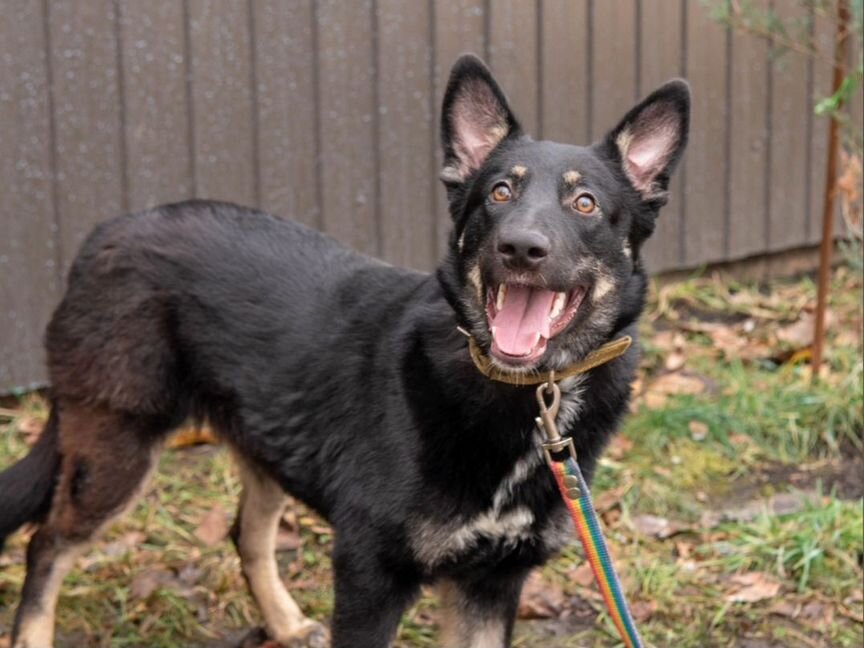 Чудная собака Ярда в добрые руки