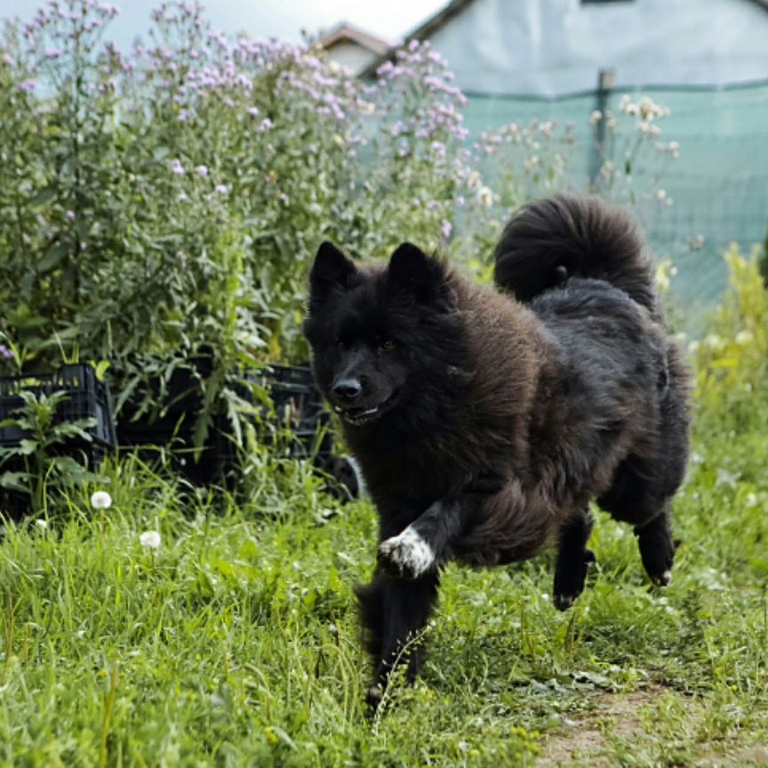 Собака медвежонок в добрые руки отдам бесплатно