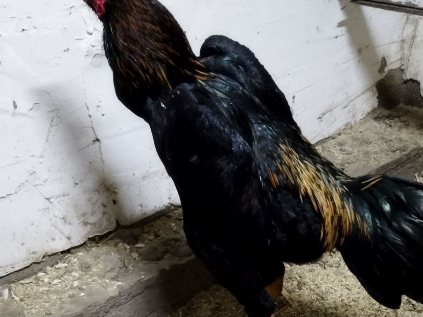 Бойцовые петухи о шамо