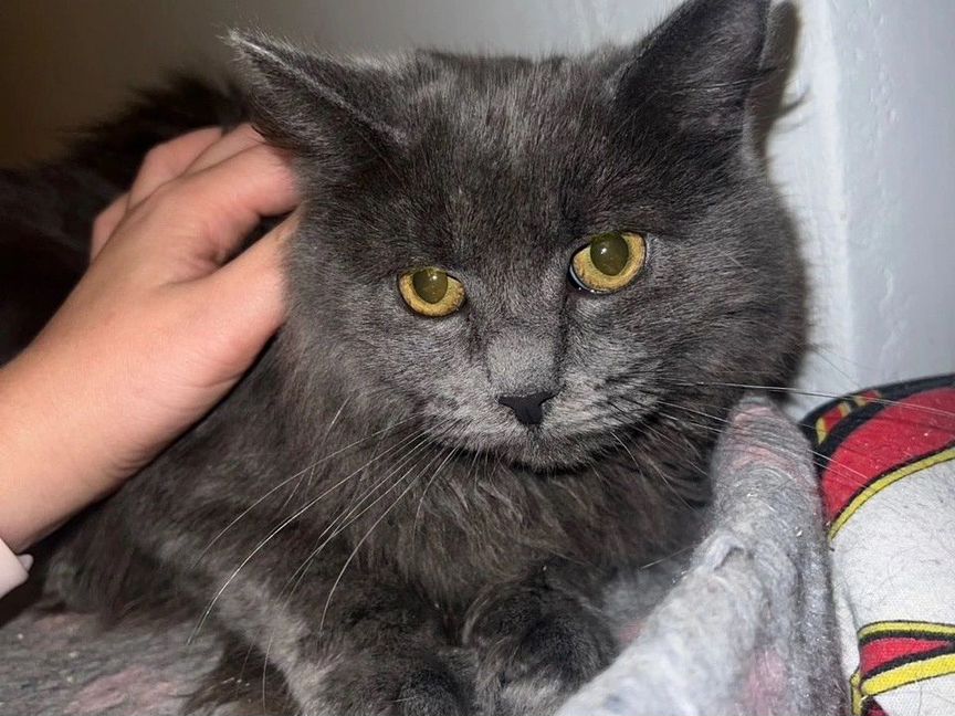 Русская голубая котик