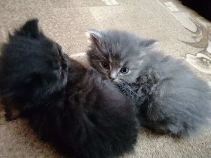 Котята в добрые руки 1 месяц