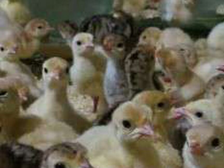 Индюшата бронза, хайбрид, биг 6,бшг