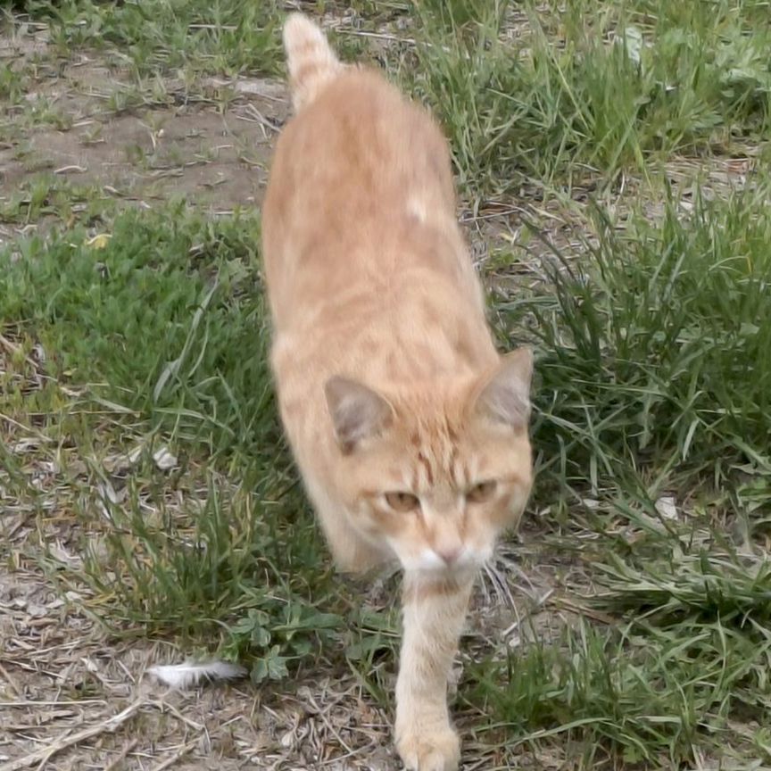 Взрослый кот в добрые руки