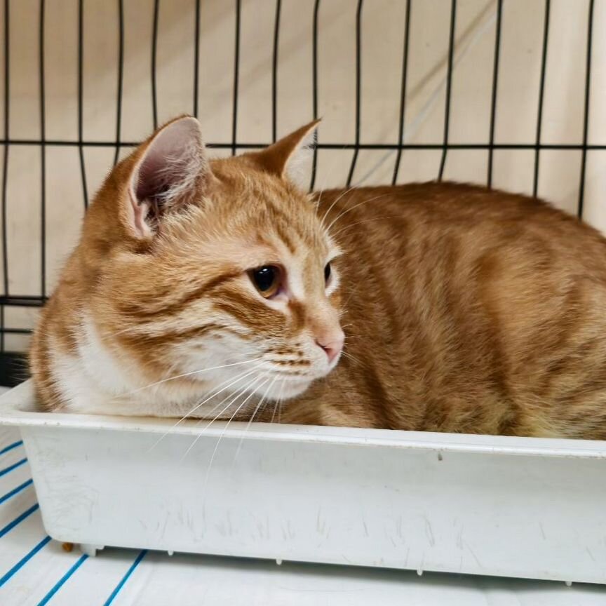 Кошки в добрые руки стерелизованная