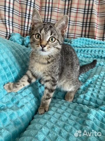 Котенок бесплатно в добрые руки