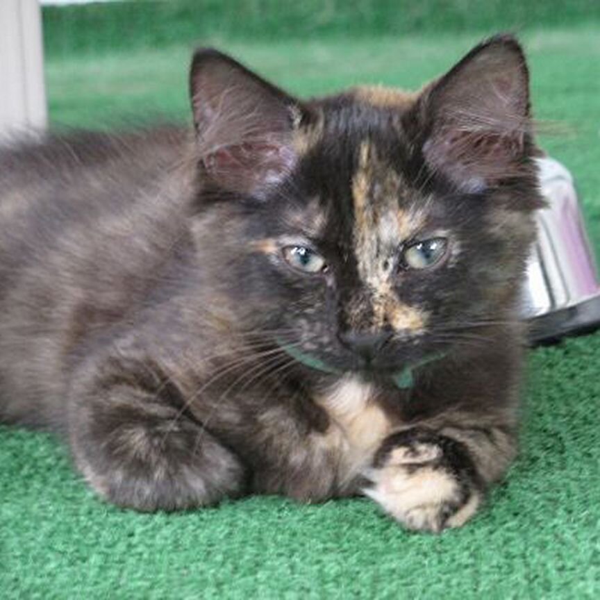 Ласковый котенок 2 месяца, приучен к лотку