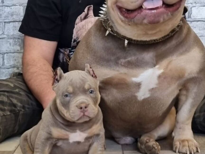 Американский булли щенки