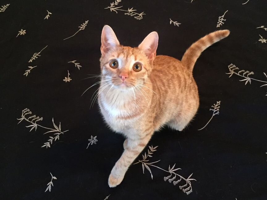 Юная рыжая кошечка в добрые руки