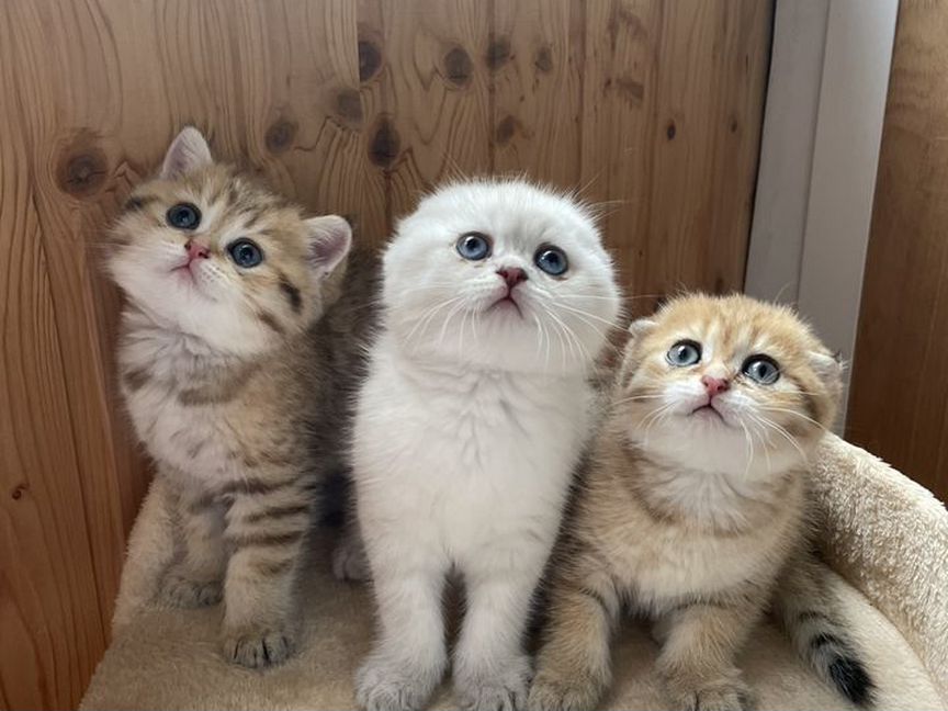 Шотландские котята