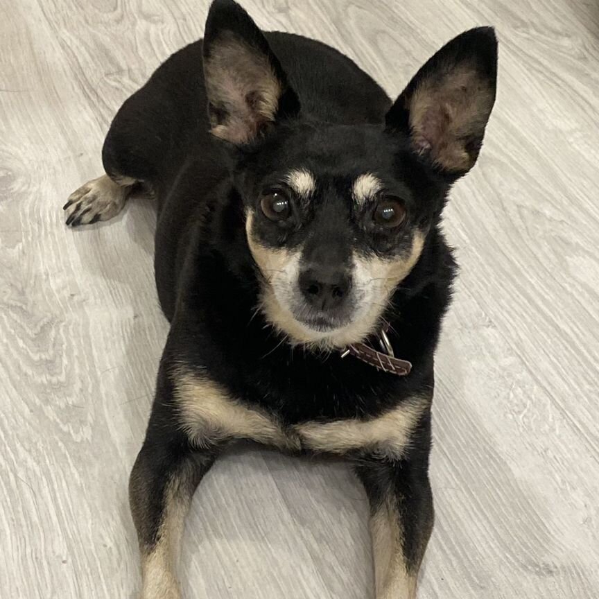 Английский той-терьер, взрослая собака