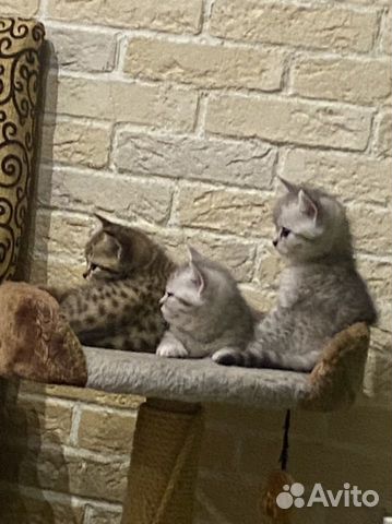 Британская шиншилла