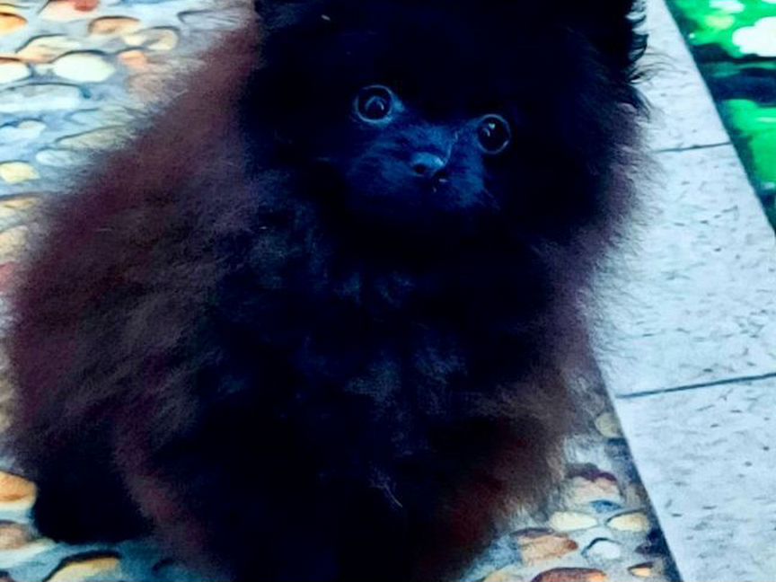 Померанский шпиц