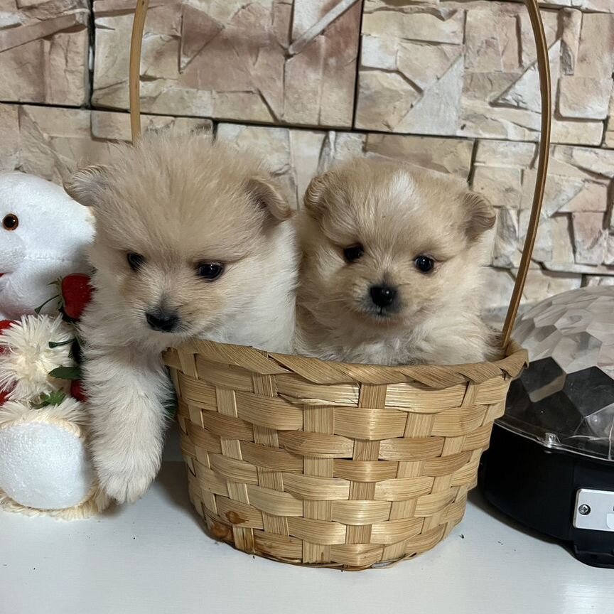 Продажа щенков шпица