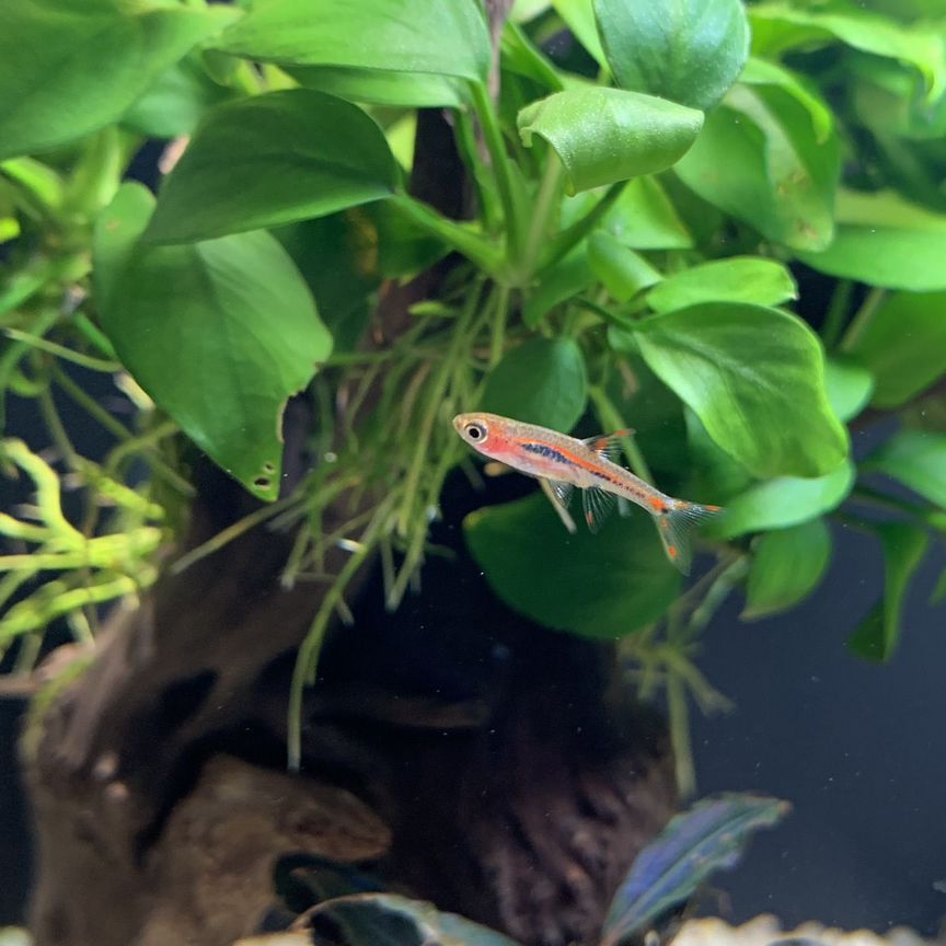 Рыбка Расбора Бригитта