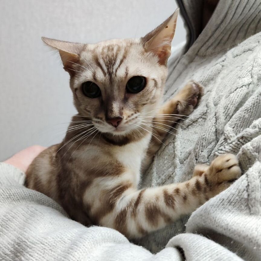 Бенгальская кошечка