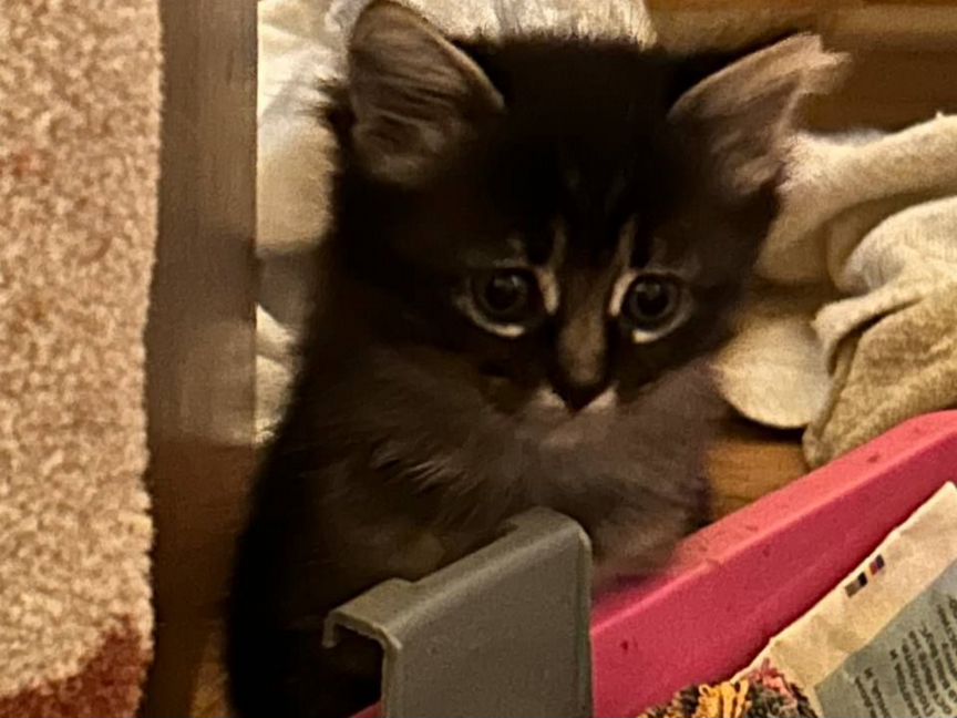 Котята в добрые руки приучены к лотку