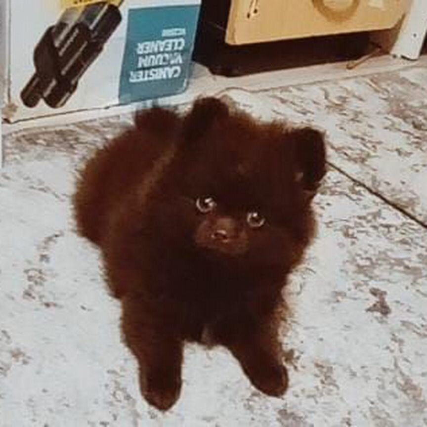 Померанский шпиц мини