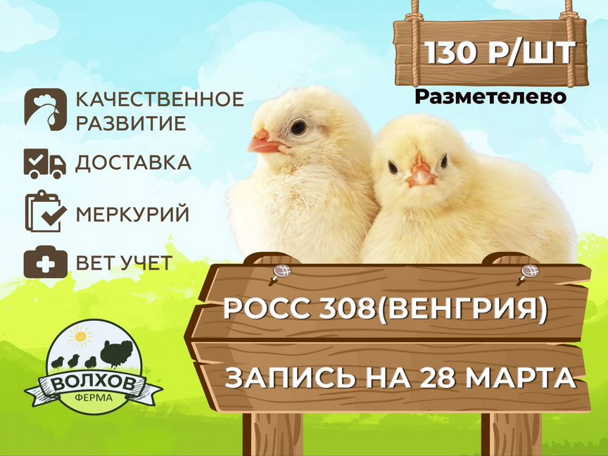Цыплята бройлера росс308 Разметелево доставка