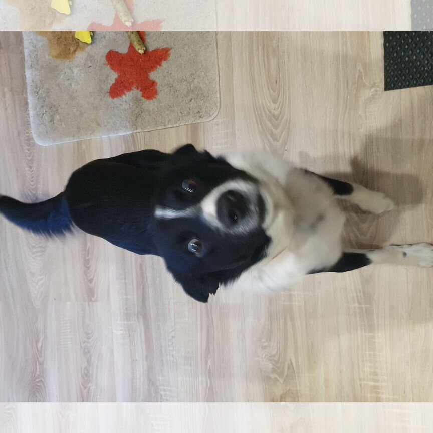 Лайка, взрослый пёс