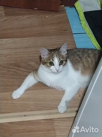 Кошка