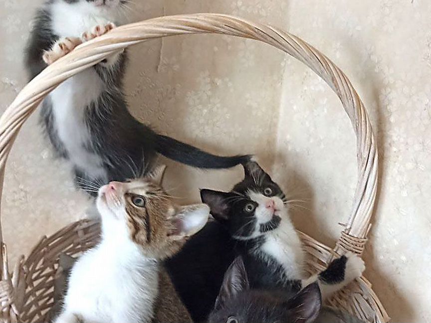 Чёрно-белый котёнок Тася
