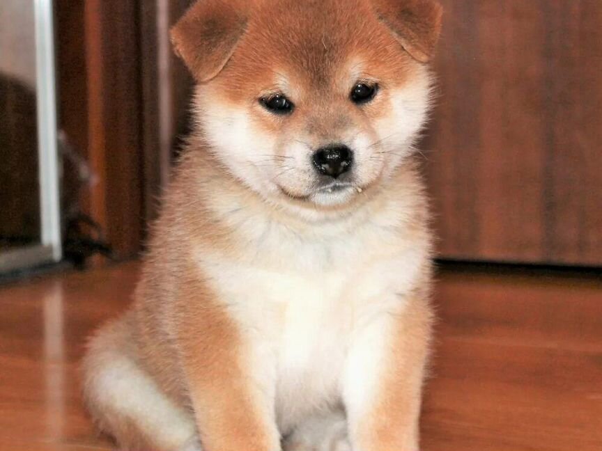 Миниатюрные сиба ину