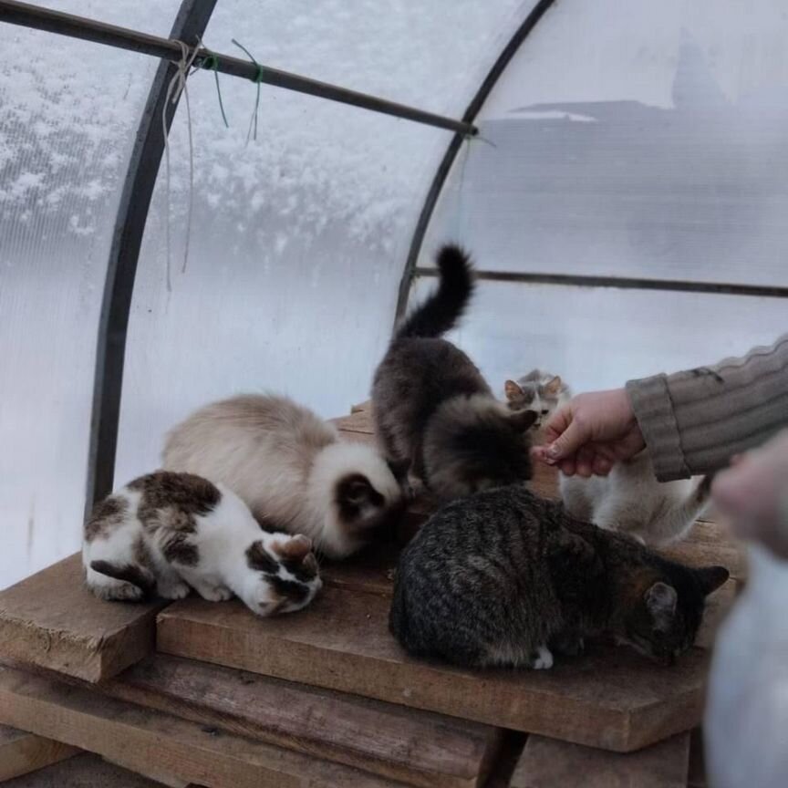 Отдам в добрые руки