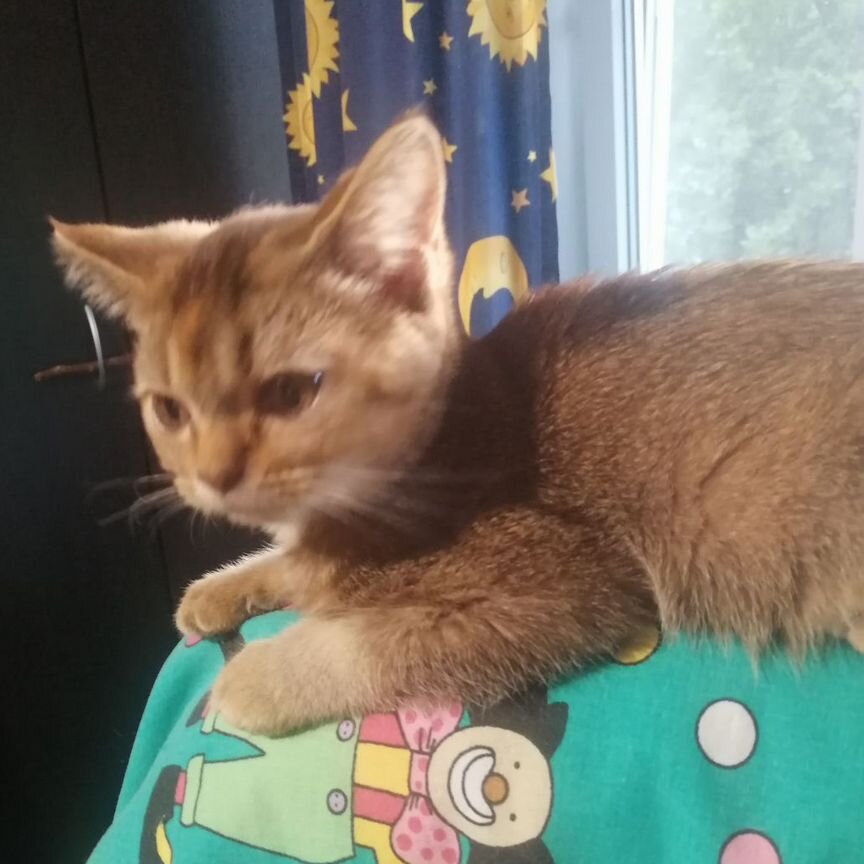 Абиссинская кошка