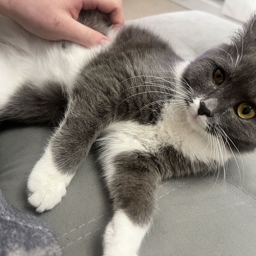 Котенок