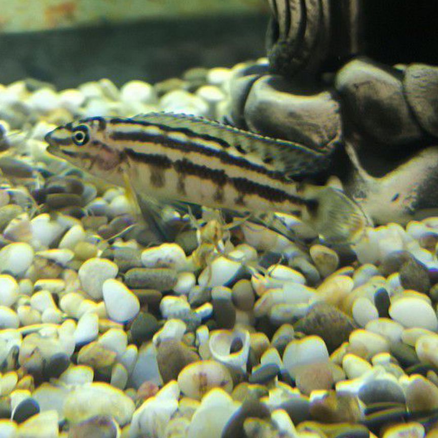 Юлидохромис