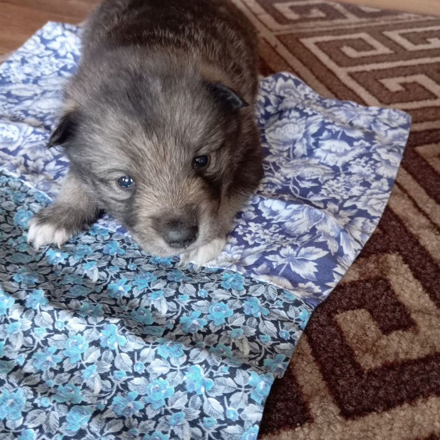 Щенков западно-сибирской Лайки