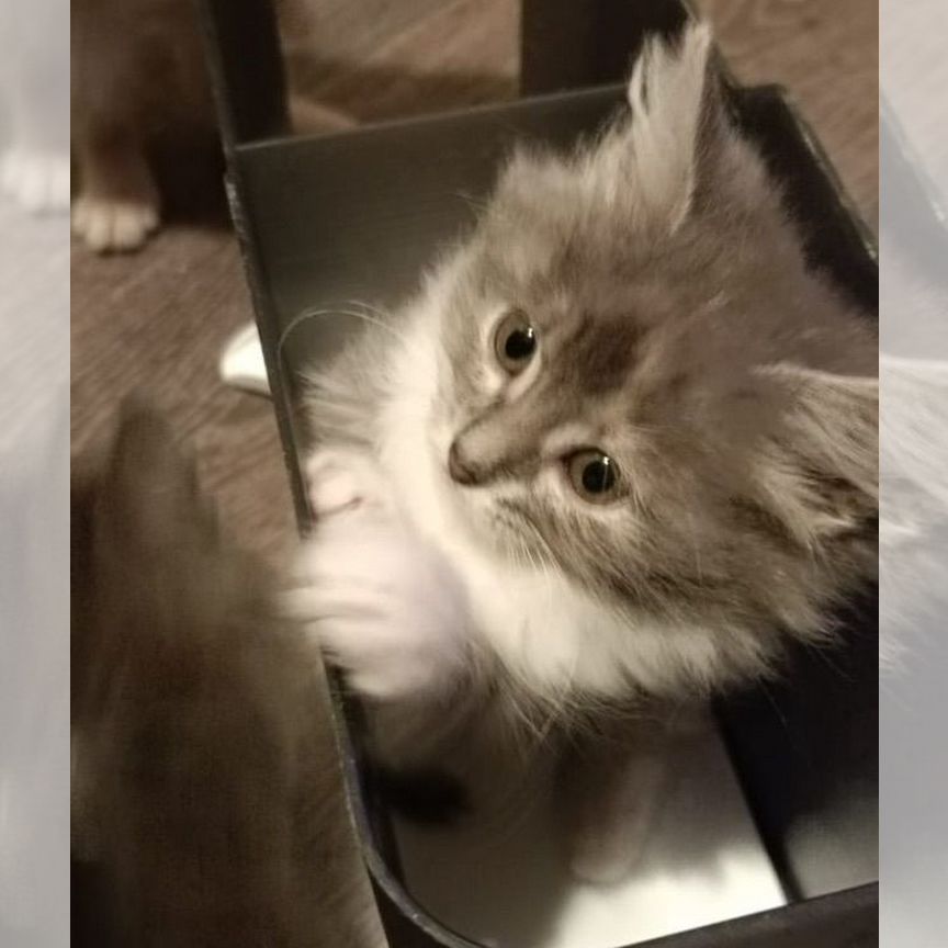 Котёнок в добрые руки