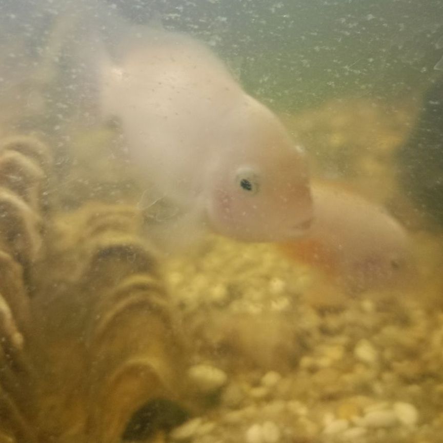 Цихлозома фламинго