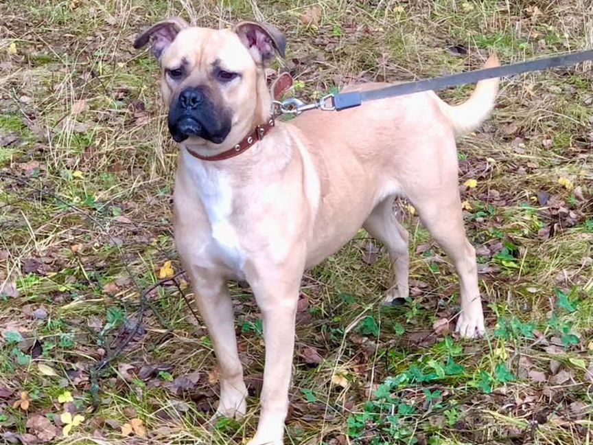 Собака в добрые руки отдам бесплатно