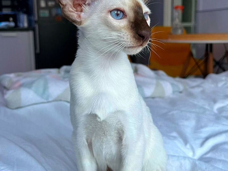 Ориентальные котята