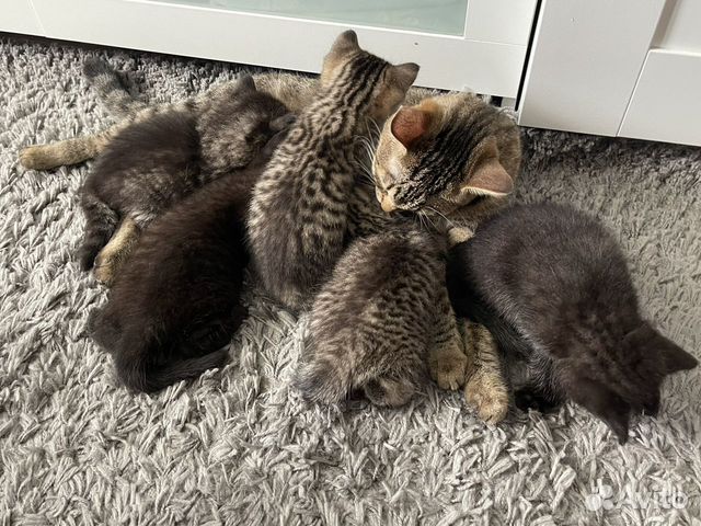 Отдам котят в добрые руки