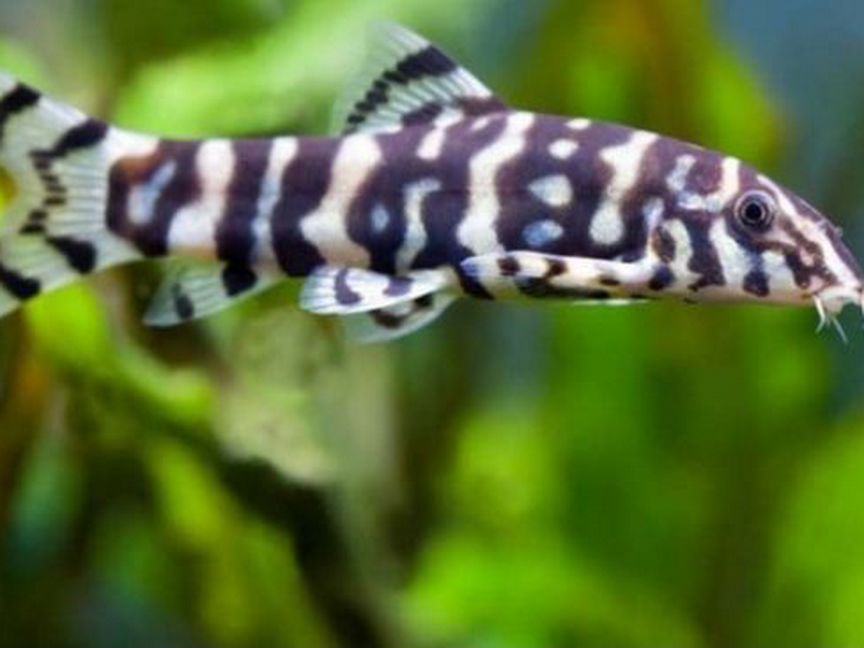 Боции отдам рыбок