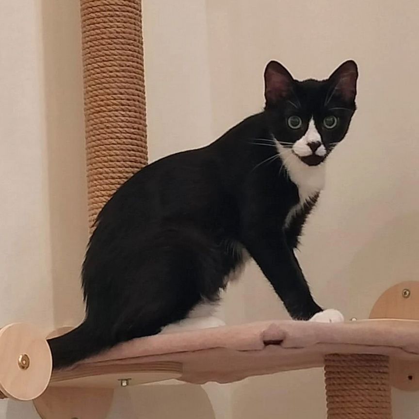 Кот ищет дом