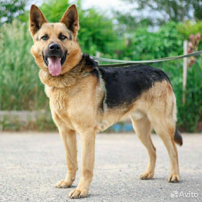 Домашнего Малыша сдали в приют