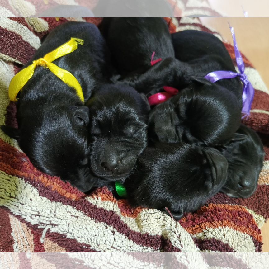 Ризеншнауцер, щенок