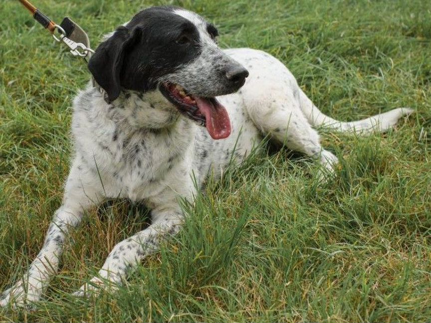 Прекрасная Собака,из приюта,ищет дом