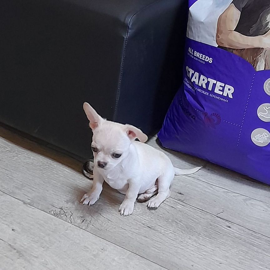 Бесподобные чишки