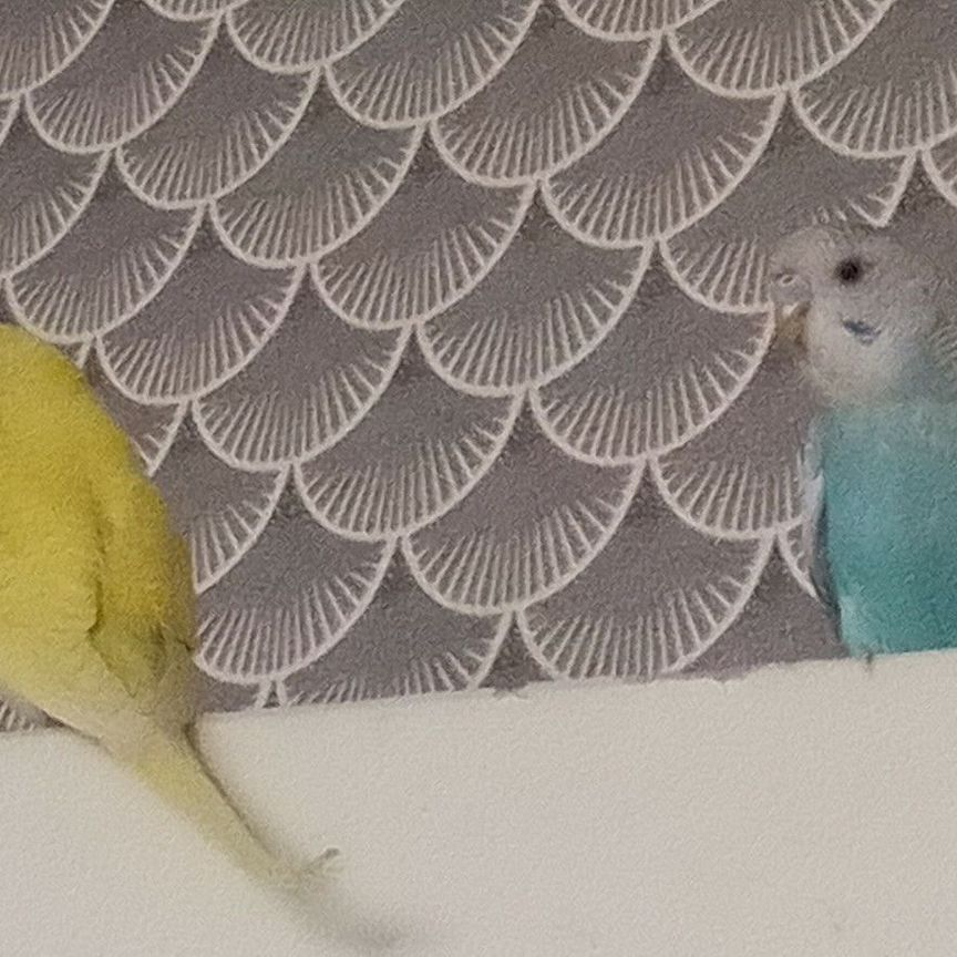 Волнистый попугай