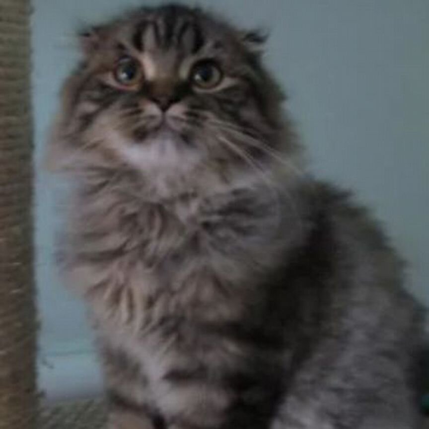 Шотландский вислоухий длинношёрстный котёнок