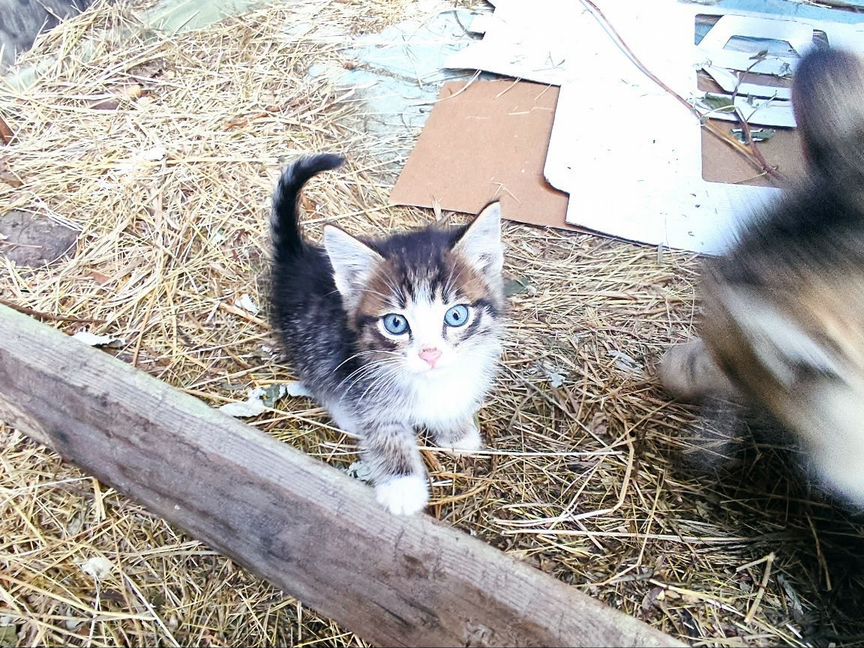 Котята от ловчей кошки