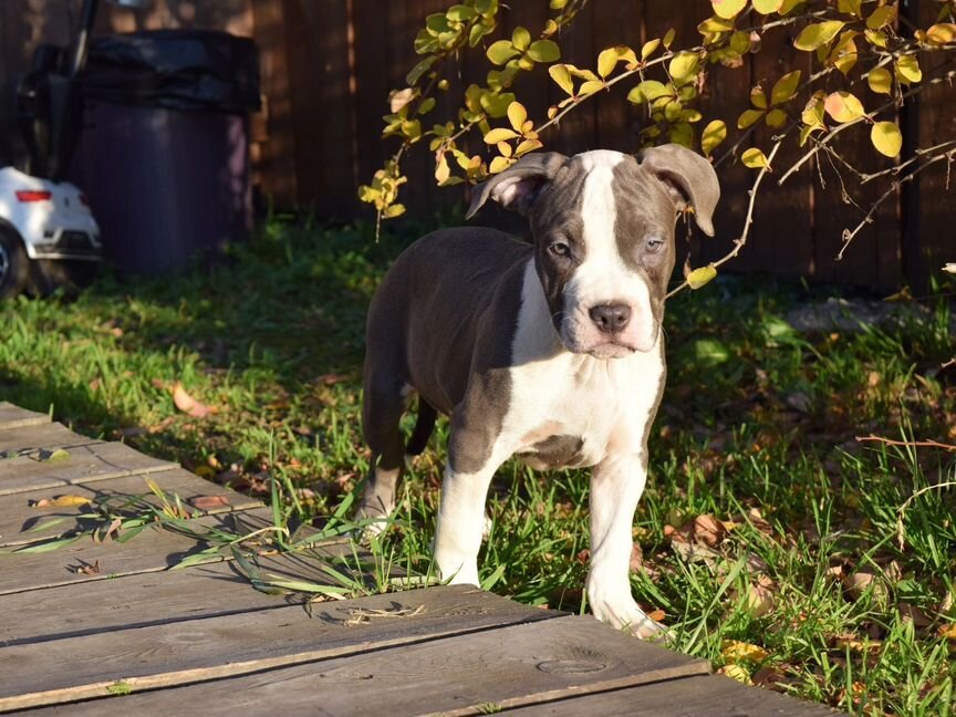 Стаффордширский терьер